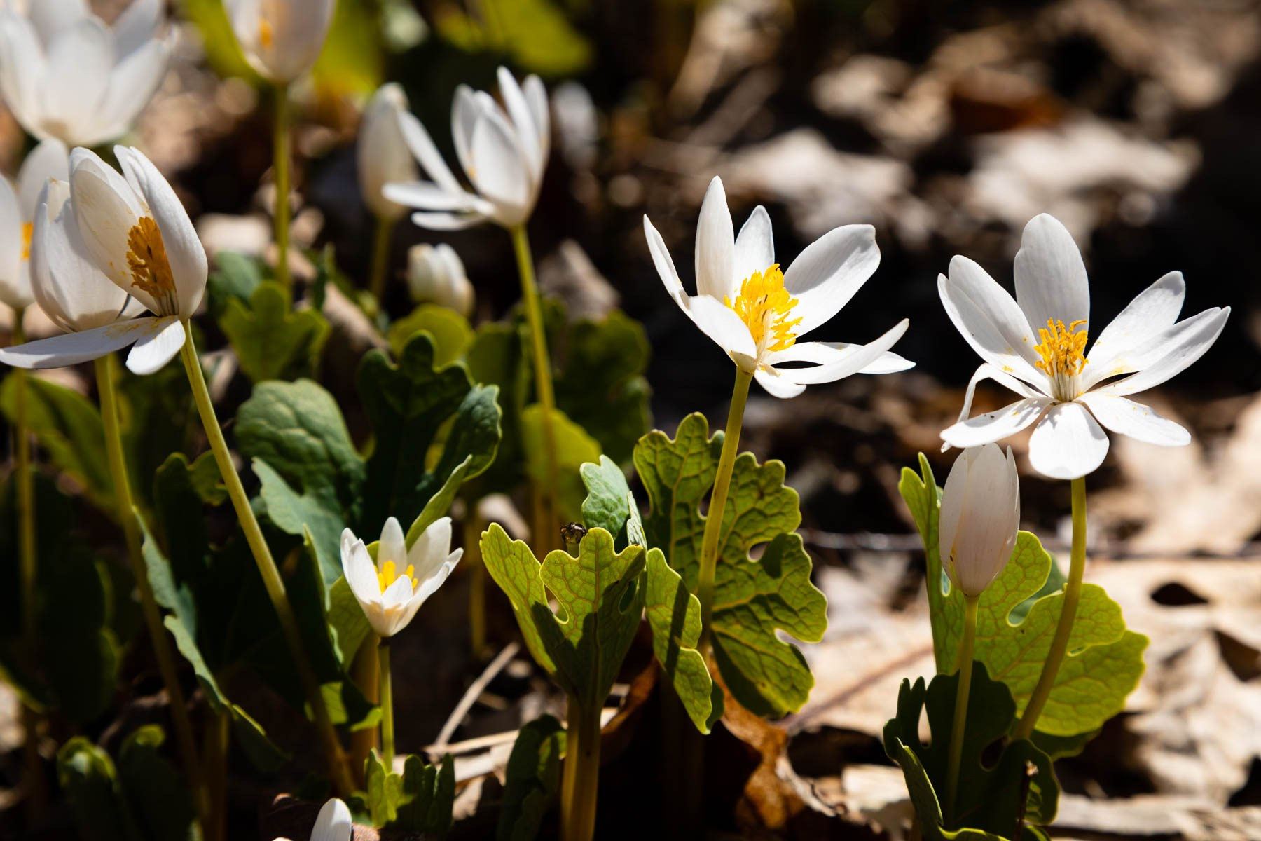 The bloodroot plant is so much more than just an early spring flower