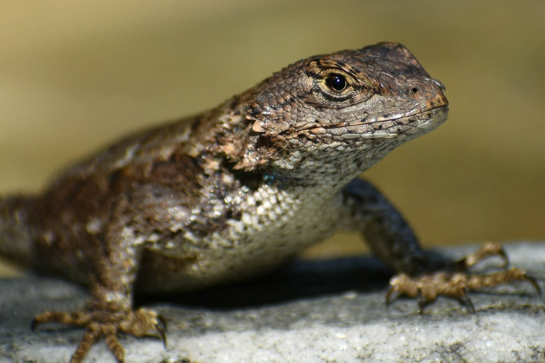 The eastern fence lizard: Nature’s master of disguise