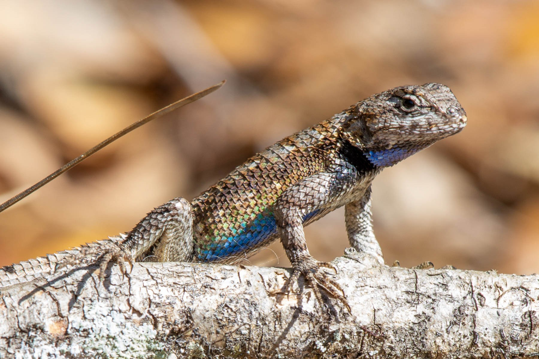 The eastern fence lizard: Nature’s master of disguise