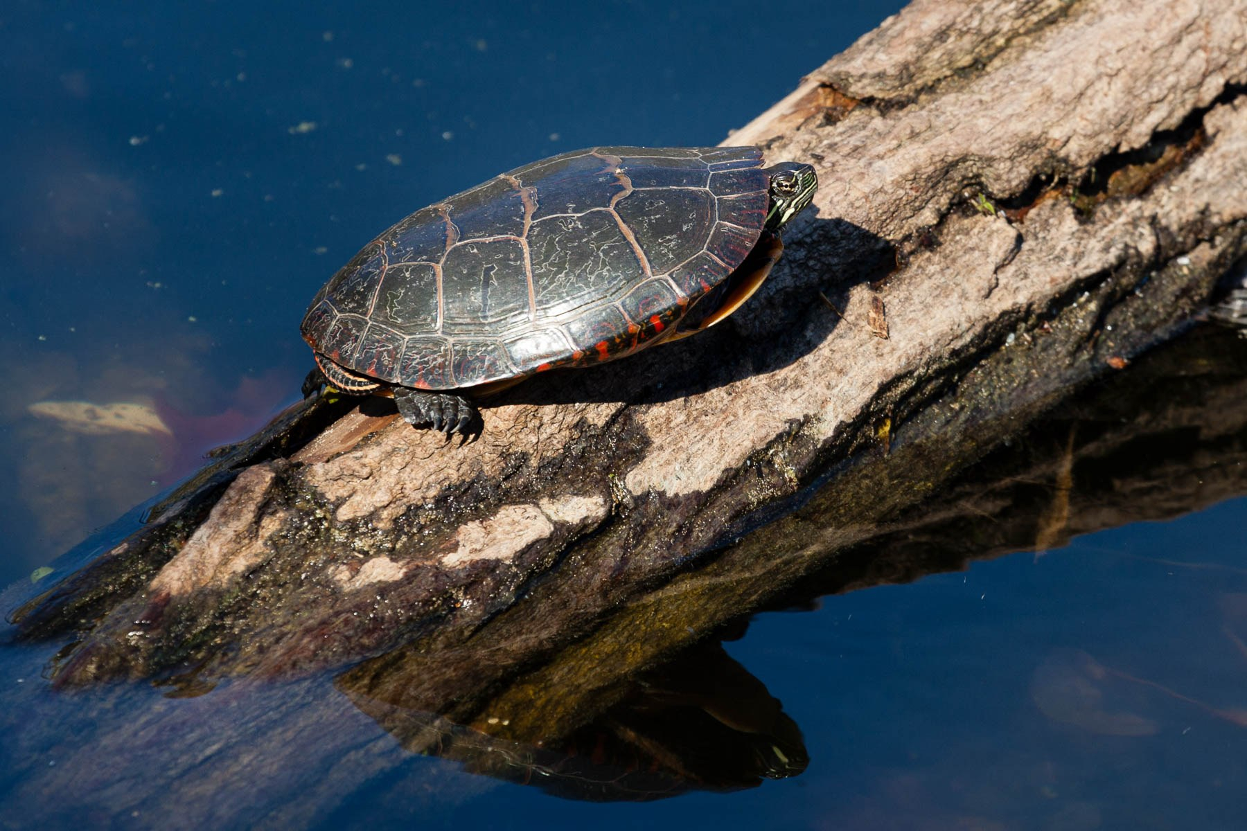 The eastern painted turtle: A natural work of art