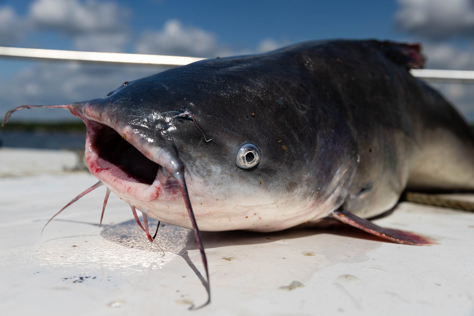 Fishing for blue catfish is good for the Bay, but be careful when ...
