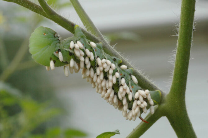 Nature’s body snatchers
