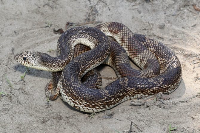 Northern Pine Snake