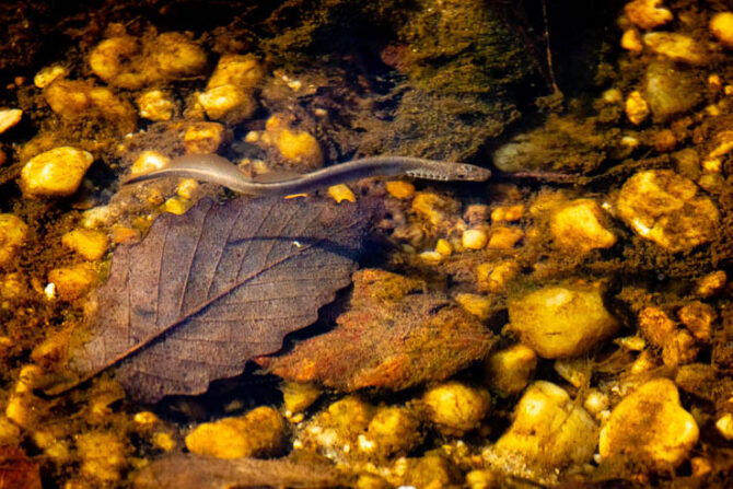 Lampreys in the Bay—vicious parasite or a welcome wonder?