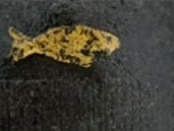 Groups receive $400,000 to slow stormwater runoff into Bay