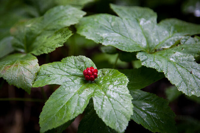 A walk in the edible woods