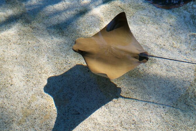 What do we really know about cownose rays?