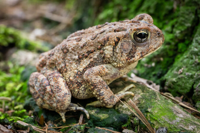 Fowler's Toad