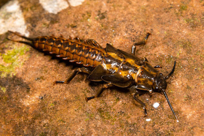 Five bugs that are a sign of clean water