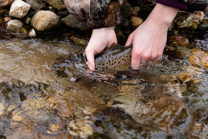 Restoration turns back the clock on a trout stream