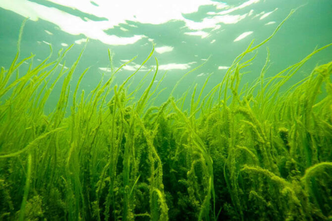 What do more underwater grasses mean for Chesapeake wildlife?
