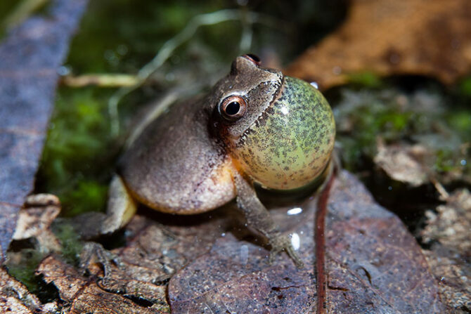 Spring peepers perform seasonal serenade