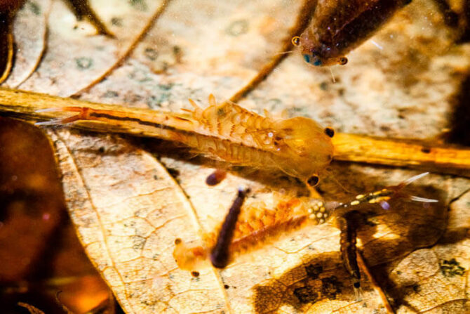 Tiny crustaceans in their transient ponds