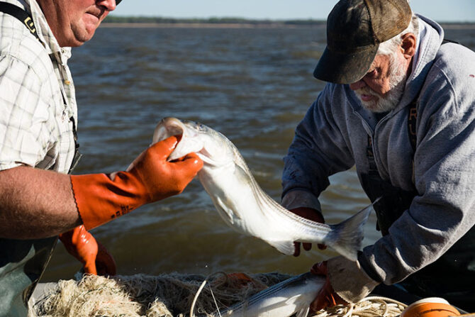 Rockfish return to find a changing Chesapeake region