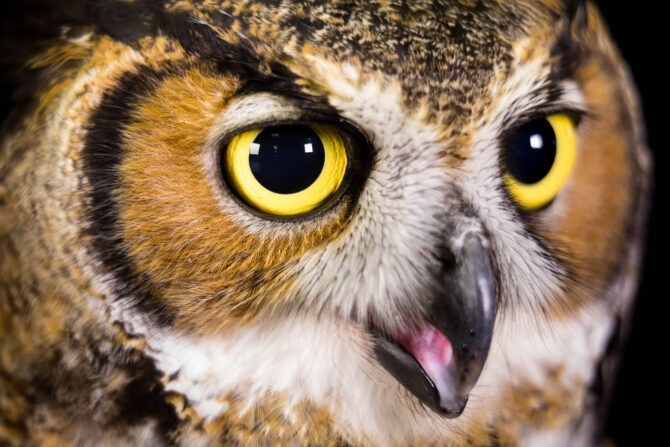 Four ways owls are superior predators