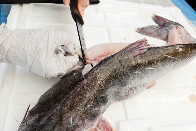 Dishing on fish consumption