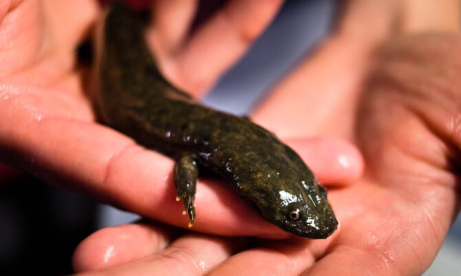 Restoring North America’s largest salamander