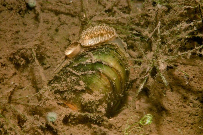 Eastern Floater