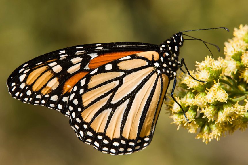 Baltimore Checkerspot
