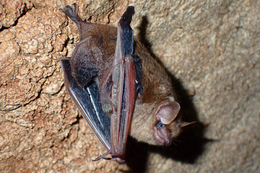 Eastern Red Bat