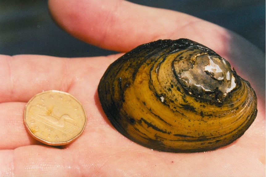 Hard clam