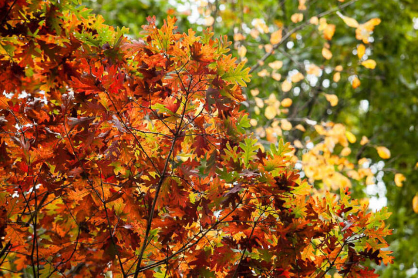What it takes to become a champion tree in the Chesapeake Bay region