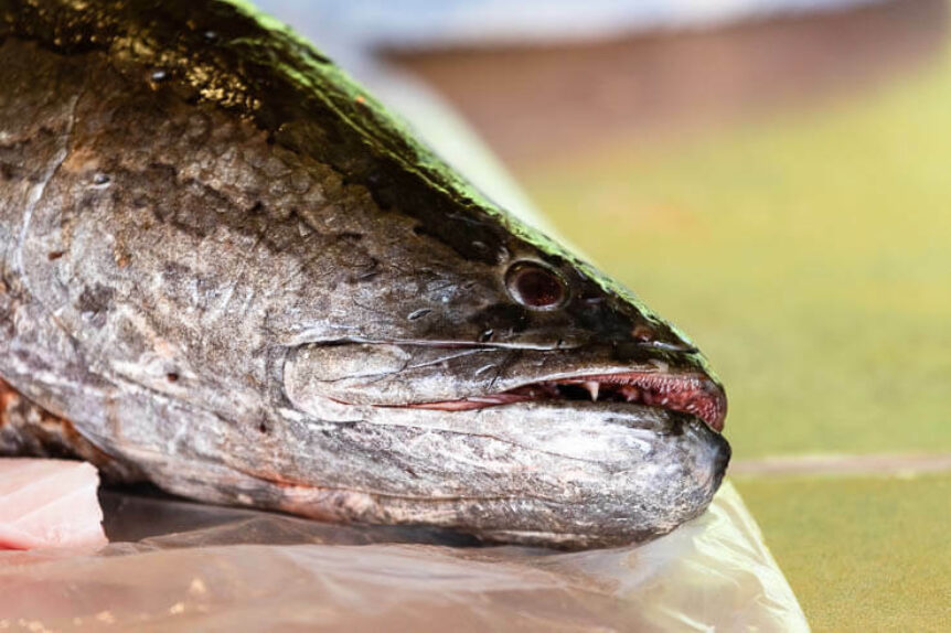 Ten invasive species of the Chesapeake Bay