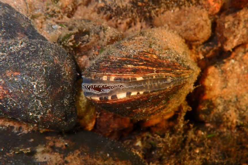 Atlantic ribbed mussel