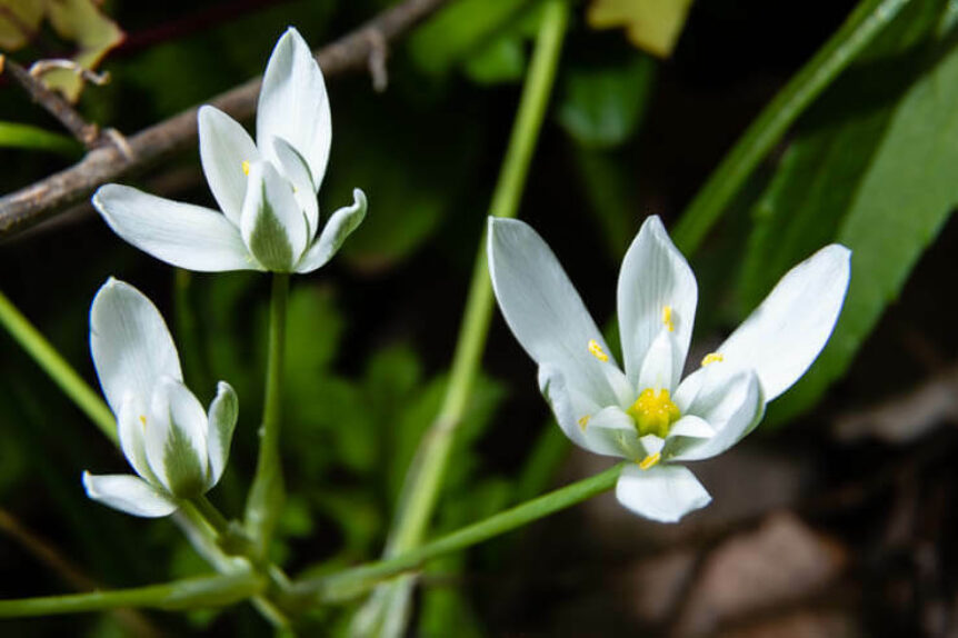 Ten invasive species of the Chesapeake Bay