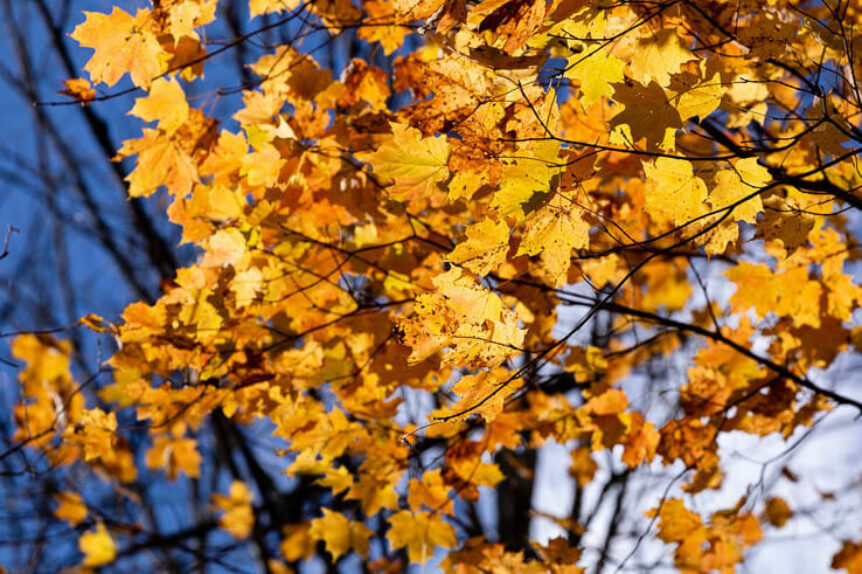 5 reasons to fall in love with autumn in the Chesapeake