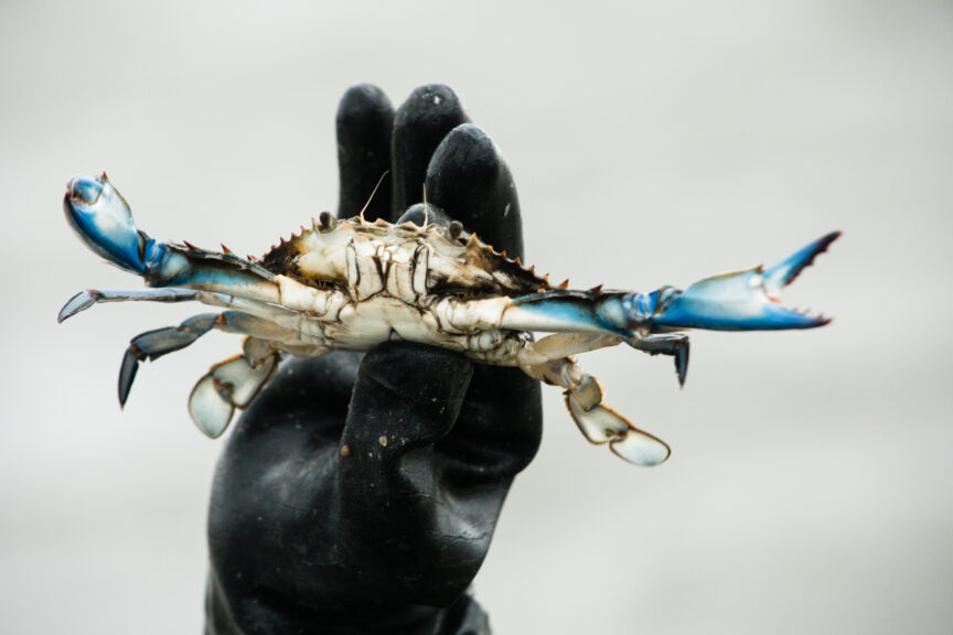 Chesapeake Bay Program model estimates lower amount of nitrogen ...