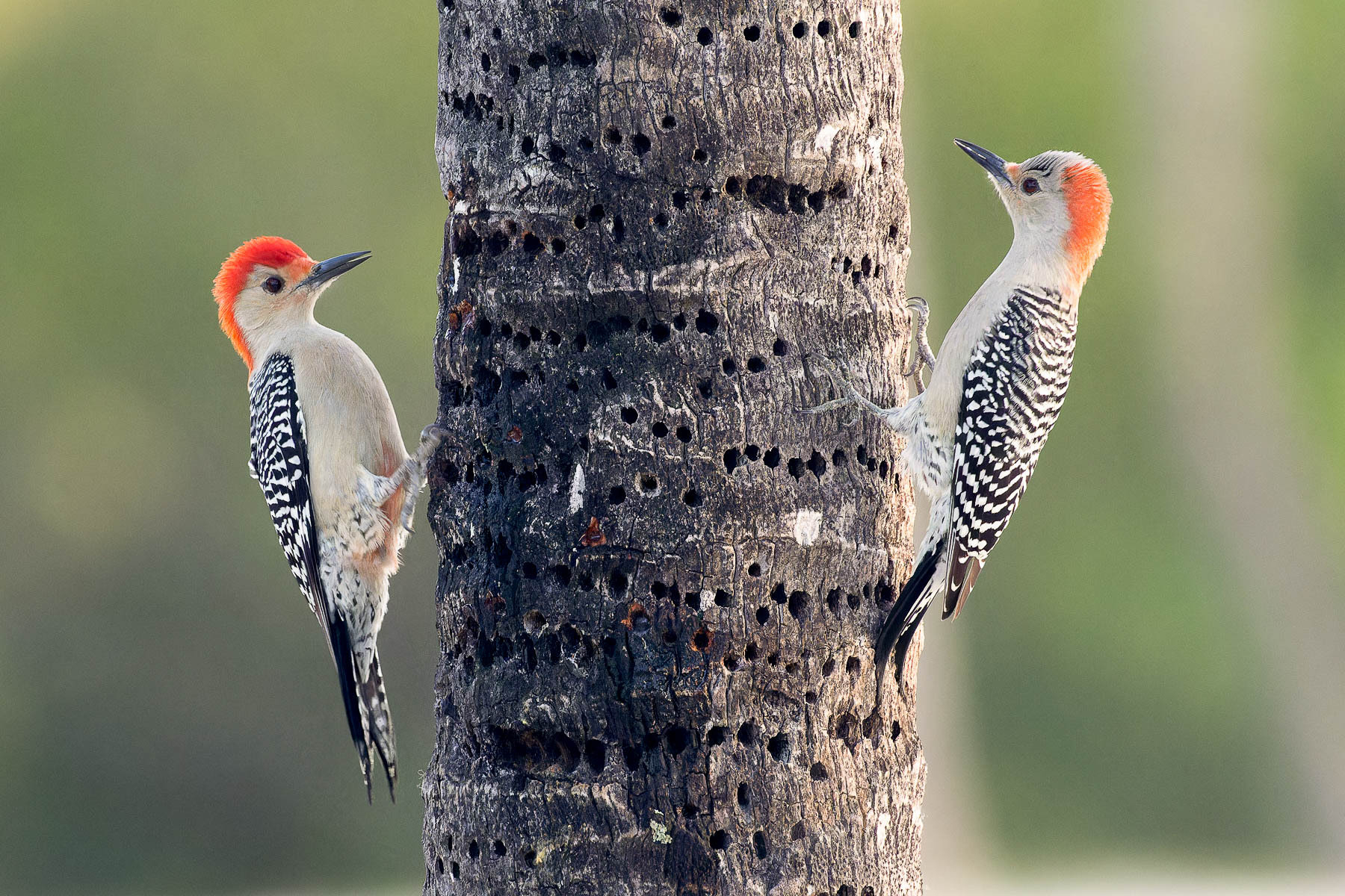 A noisy forager is one to spot during all seasons in the Chesapeake region