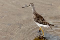 Willet
