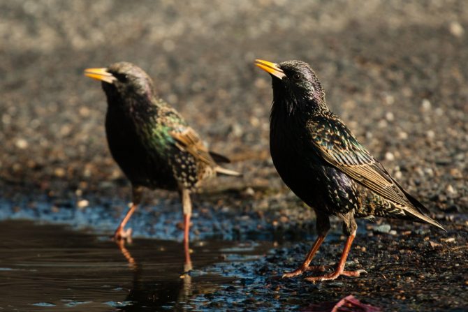 European Starling