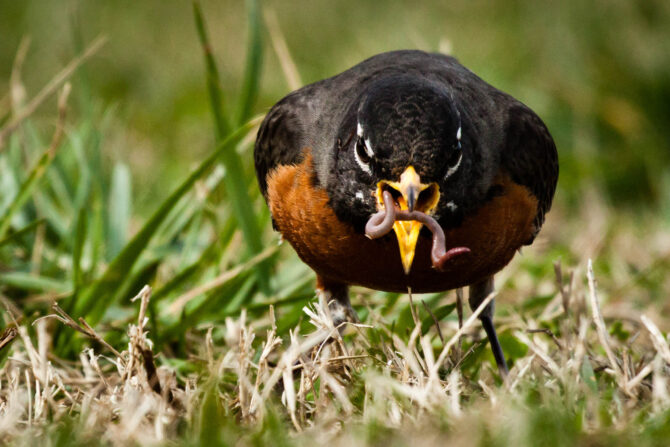First-time birders should keep an eye out for this gateway bird