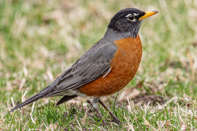 American Robin