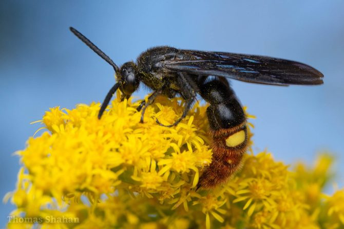 Blue-Winged Wasp