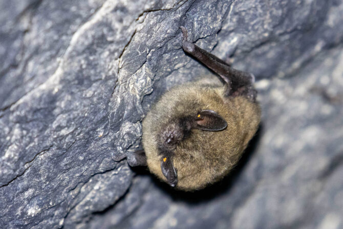 Eastern small-footed bat