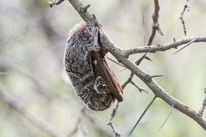 Hoary Bat