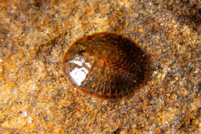 A penny for your water quality
