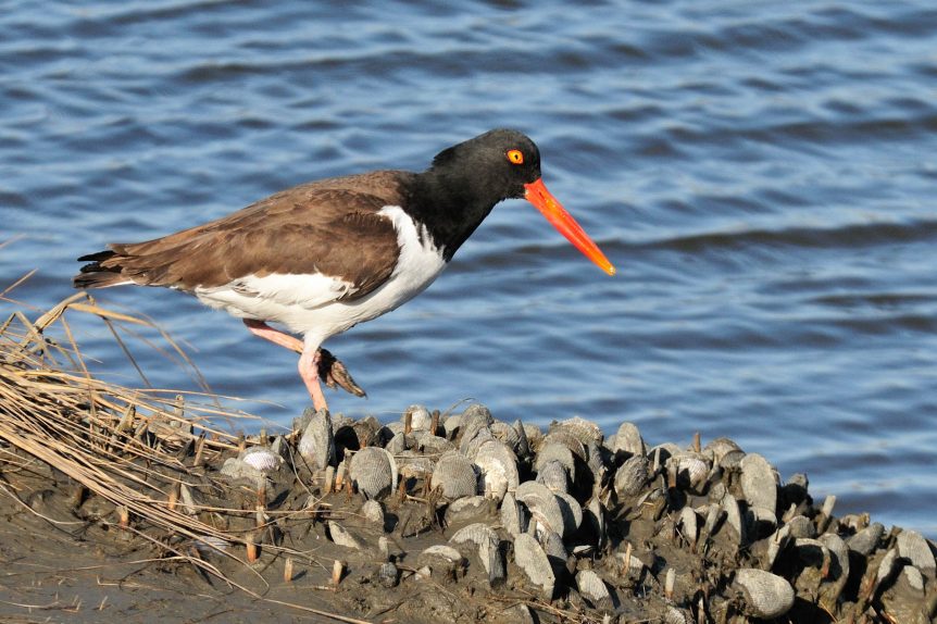 Brant