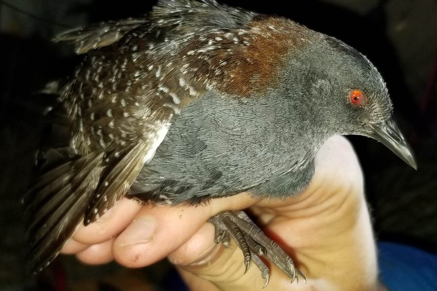 Baltimore Checkerspot
