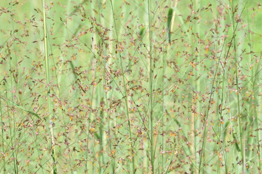 Smooth Cordgrass