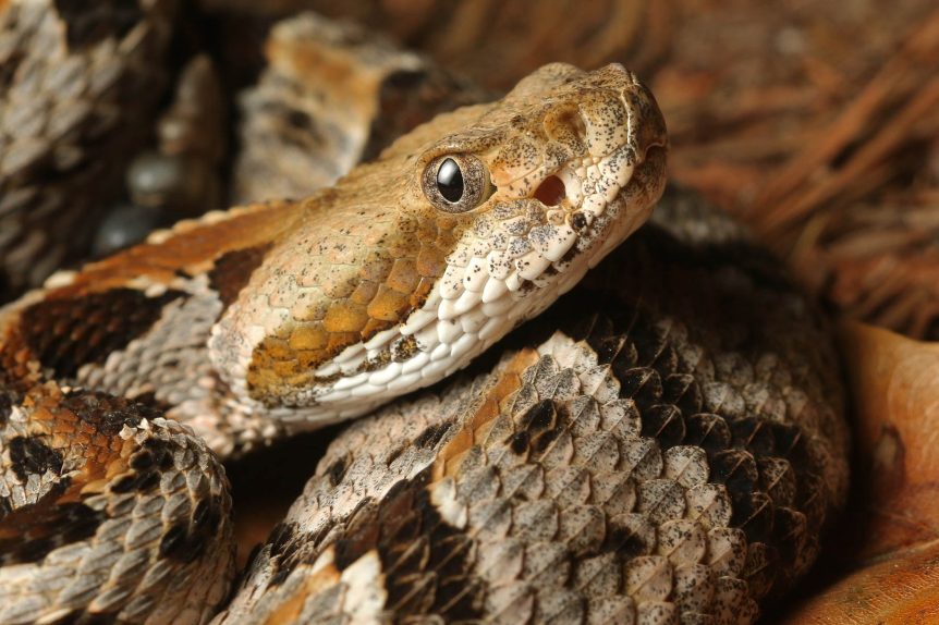 Yellow Garden Spider