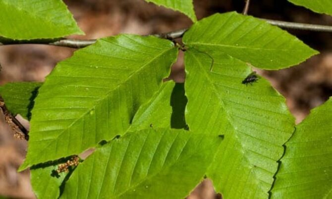 American Chestnut
