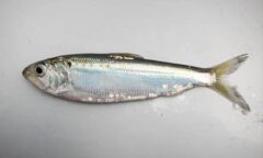 American Shad