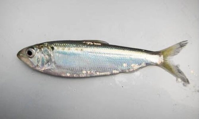 American Shad