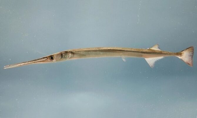 Atlantic Needlefish