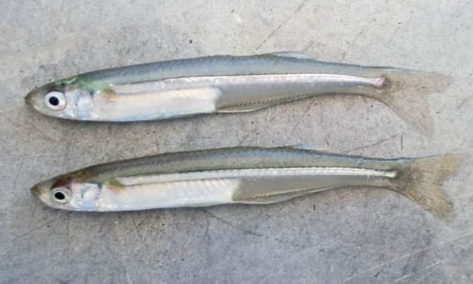Atlantic Silverside