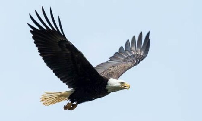 Bald Eagle Body Parts